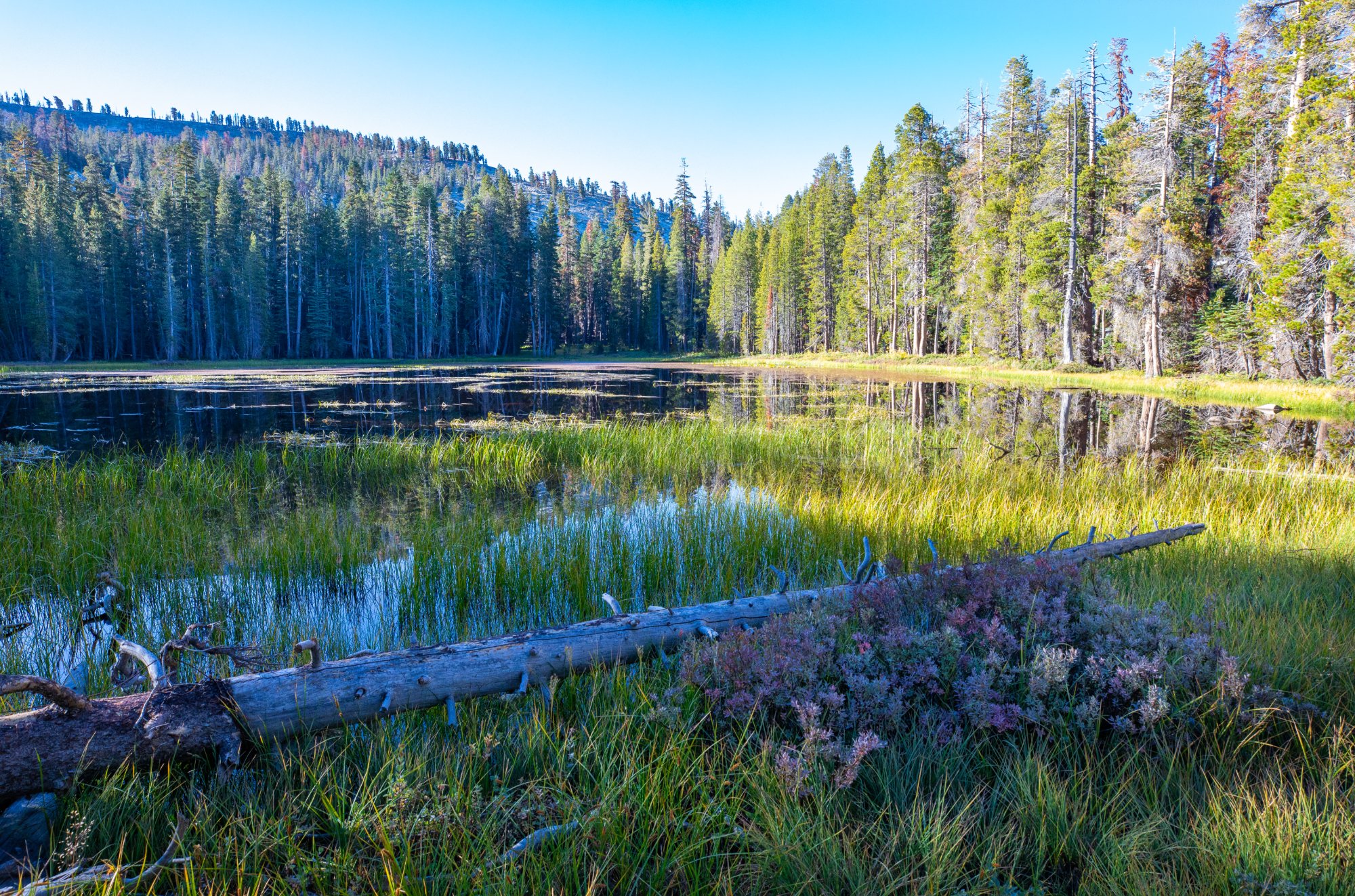 Solve SHALLOW LAKE jigsaw puzzle online with 77 pieces