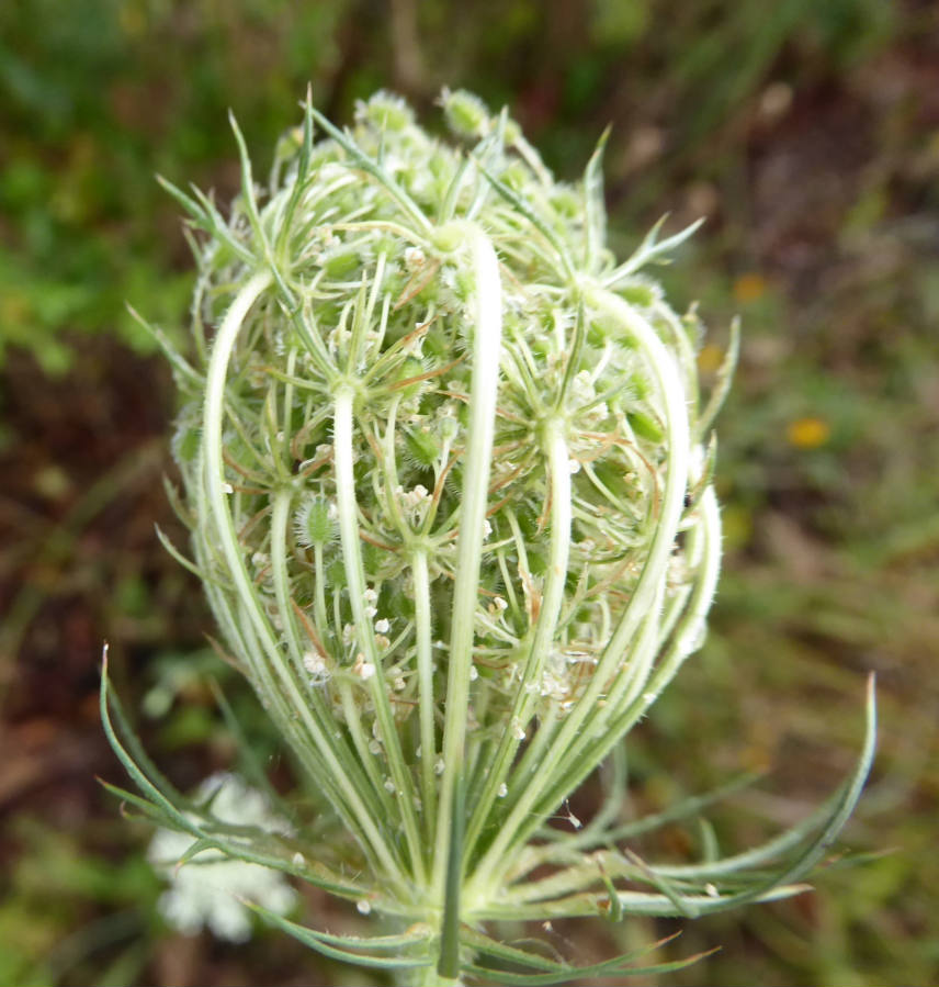 Solve My favourite flower bud: Wilde peen / Wild carrot jigsaw puzzle ...