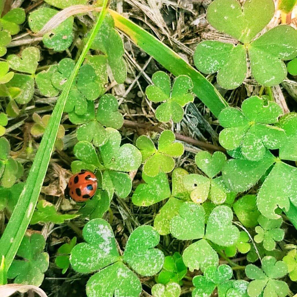 Solve Hiding in the clovers jigsaw puzzle online with 144 pieces
