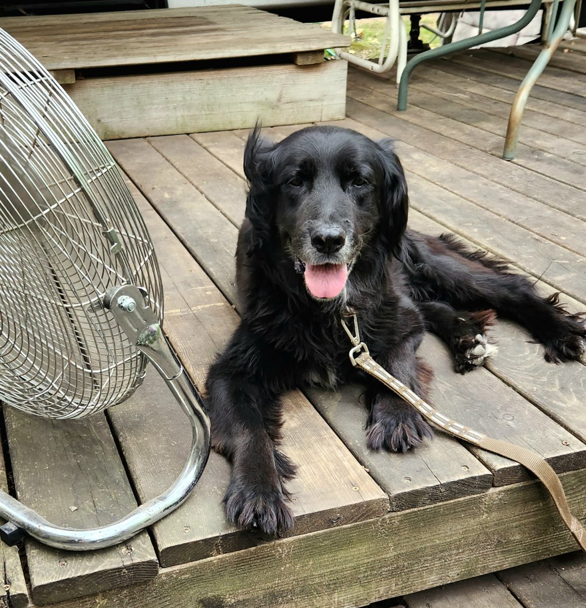 Solve Granddog Charlie keeping cool jigsaw puzzle online with 36 pieces