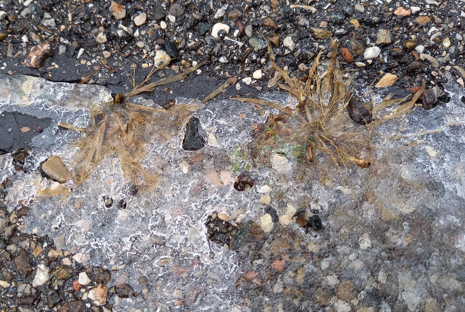 Solve Urban Biodiversity jigsaw puzzle online with 24 pieces