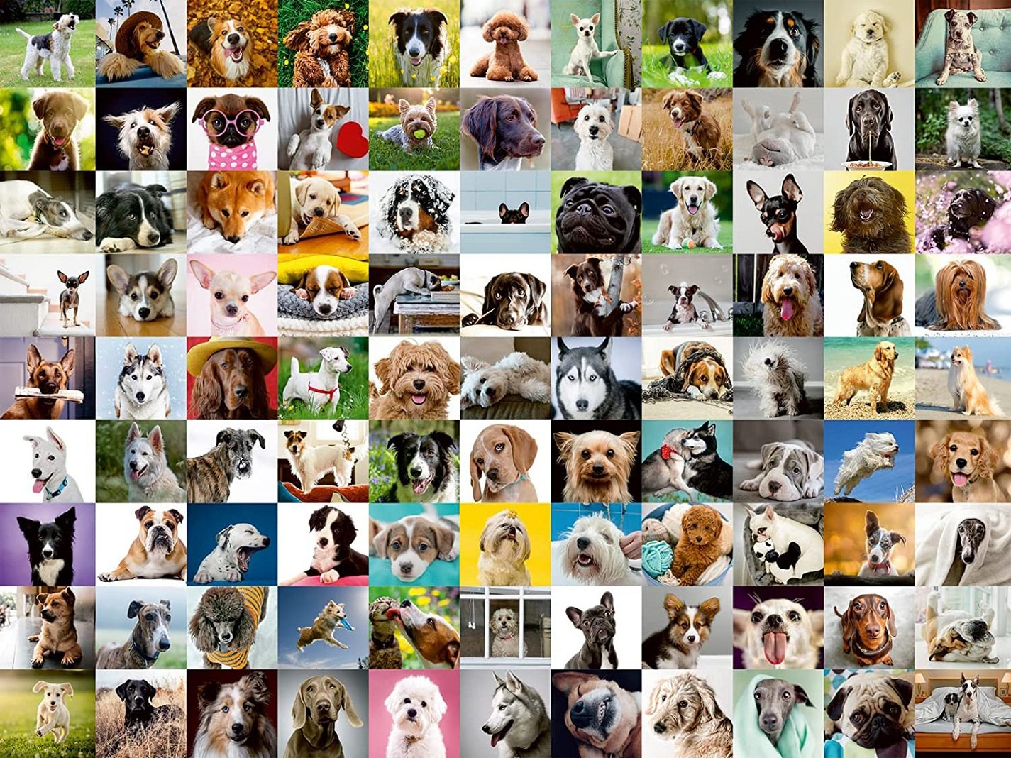 Solve 99 Lovable Dogs jigsaw puzzle online with 99 pieces