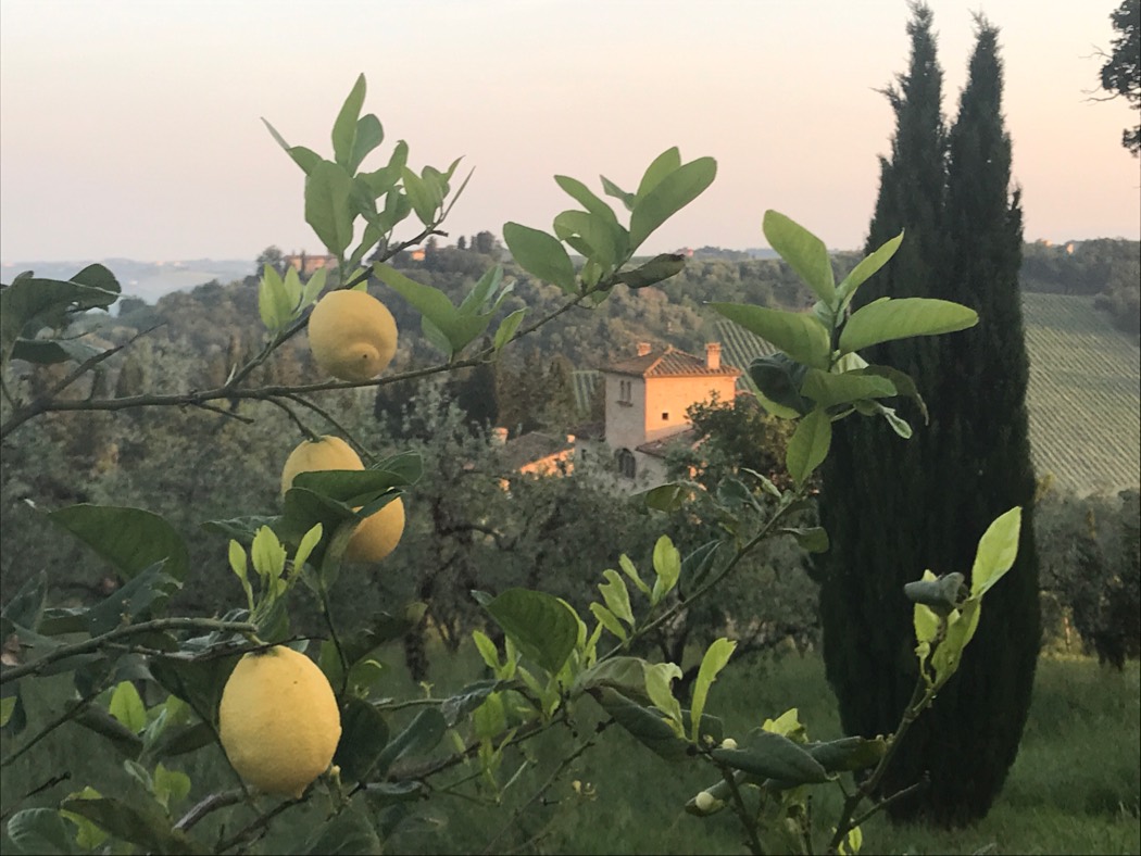 Solve Tuscan lemon tree jigsaw puzzle online with 30 pieces