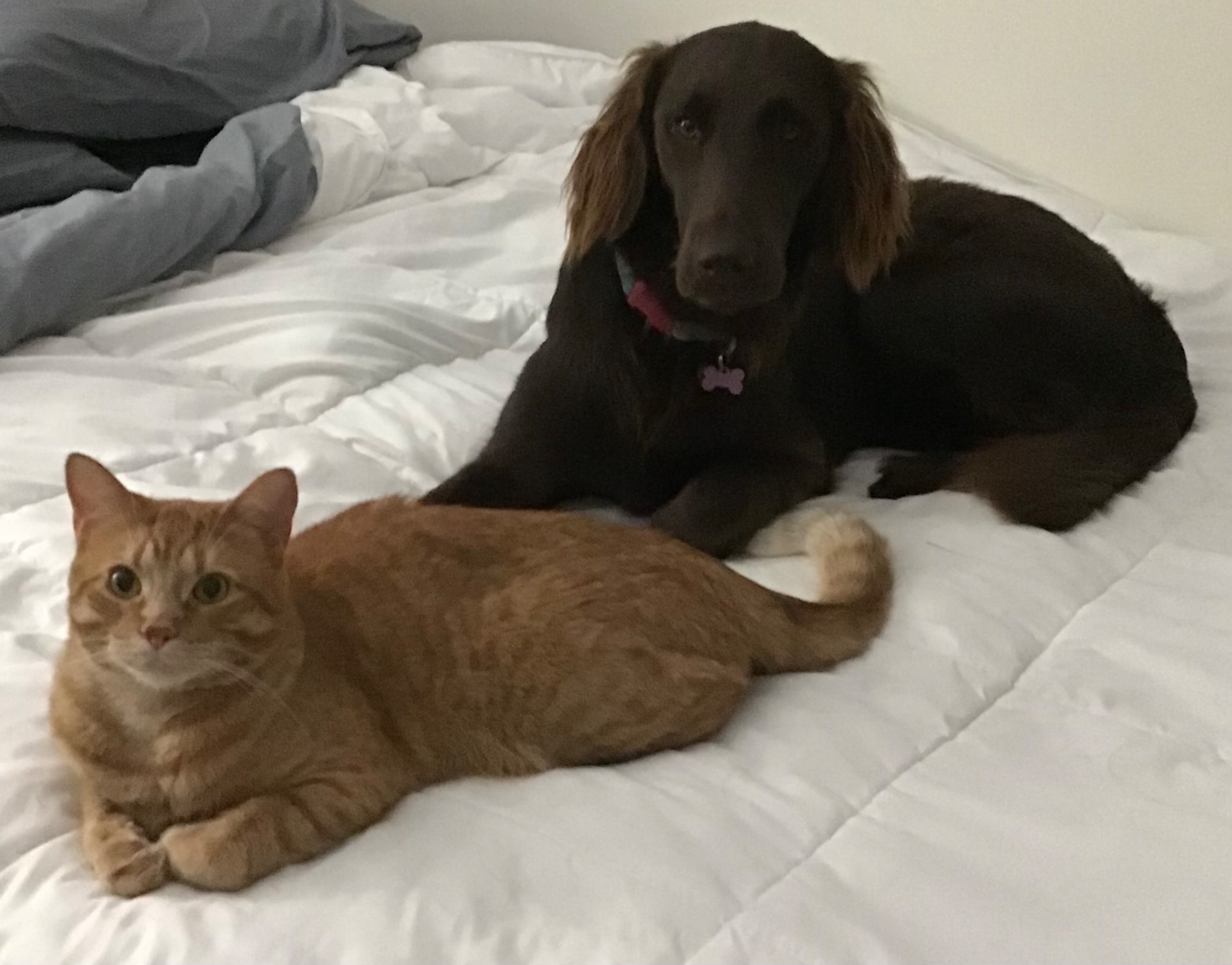 Solve Eddie the cat and Reece the dog jigsaw puzzle online with 80 pieces