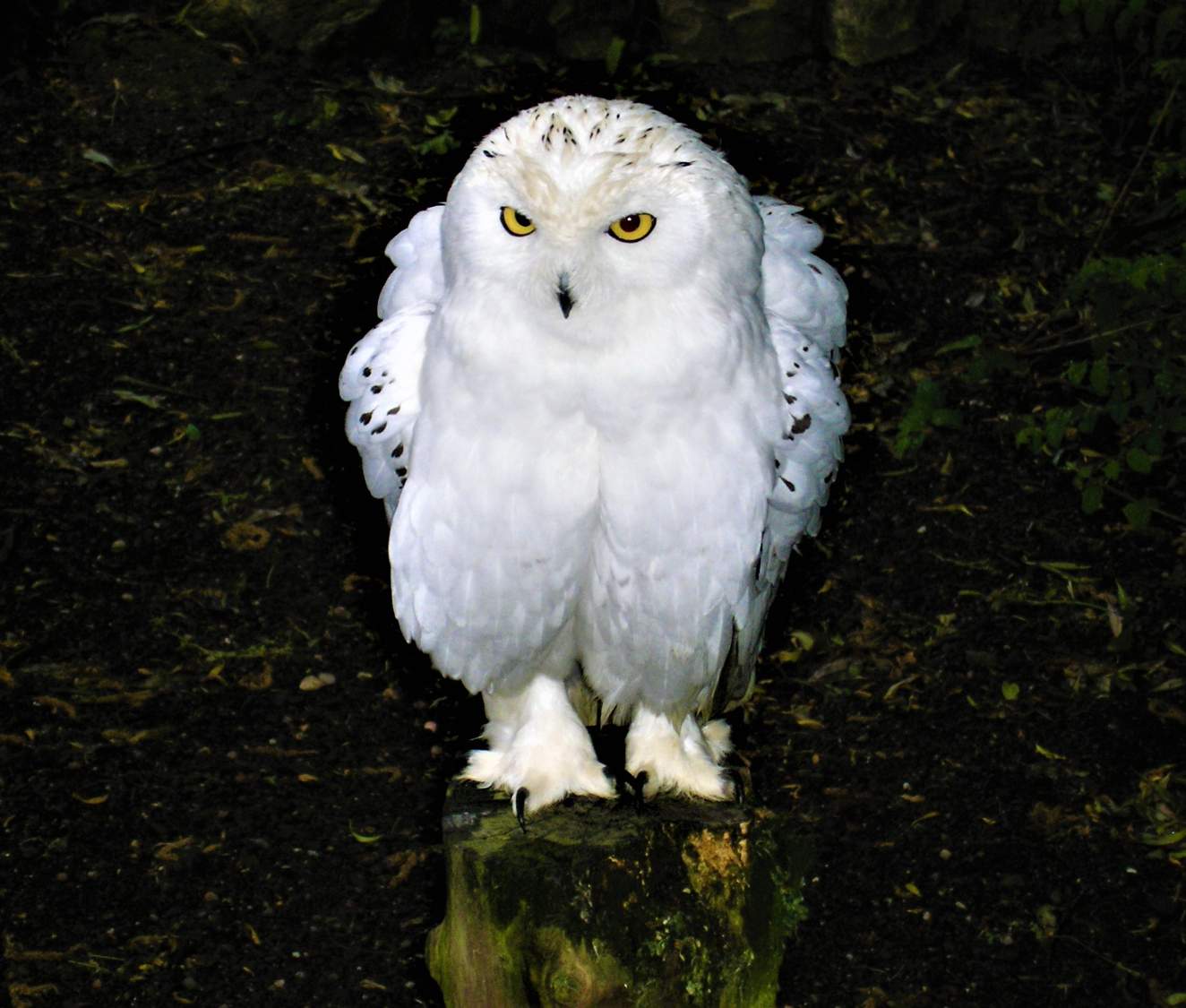 Solve Snowy Owl jigsaw puzzle online with 72 pieces