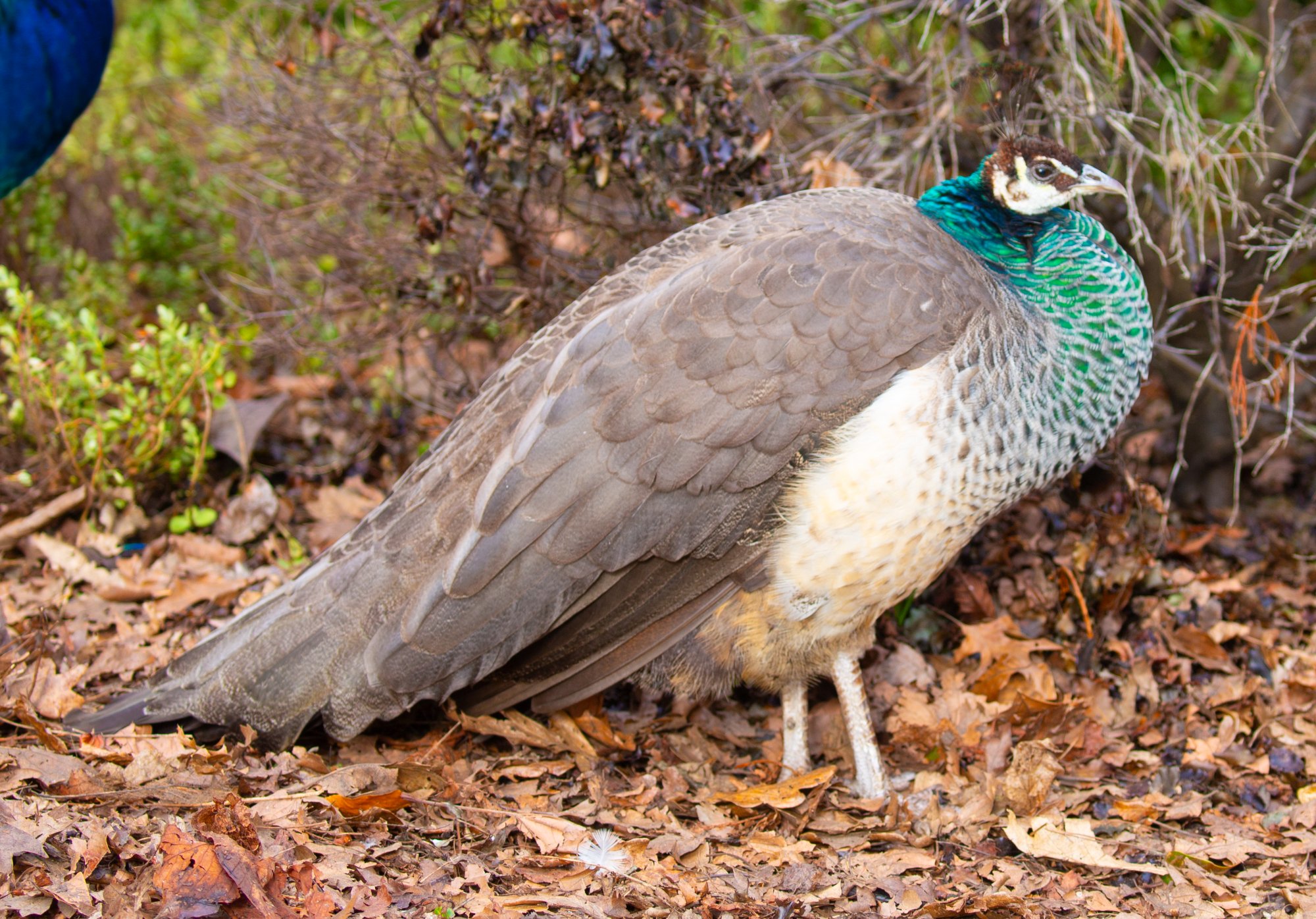 Solve A peahen (female peacock) in Beaconhill park in Victoria BC ...