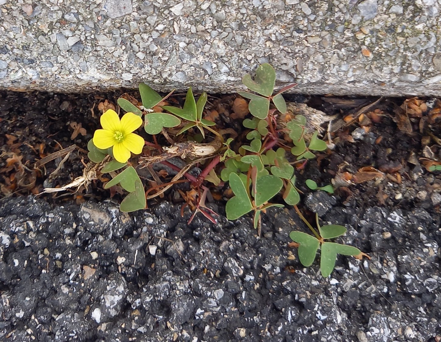 Solve Urban Biodiversity jigsaw puzzle online with 30 pieces