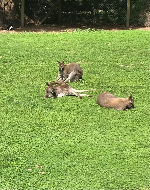 Solve Lazing Around jigsaw puzzle online with 12 pieces