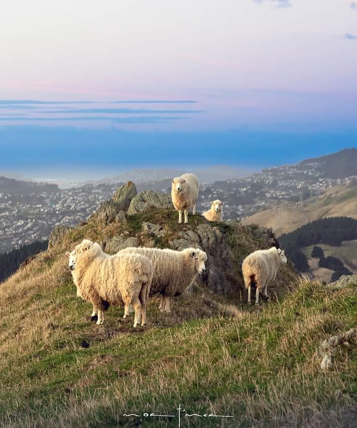 Solve Sheep grazing above Wellington jigsaw puzzle online with 20 pieces