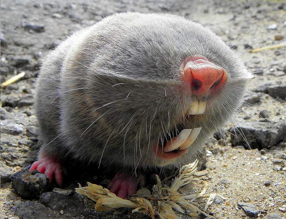 Jigsaw Puzzle | Spalax leucodon - lesser blind mole rat | 12 pieces ...