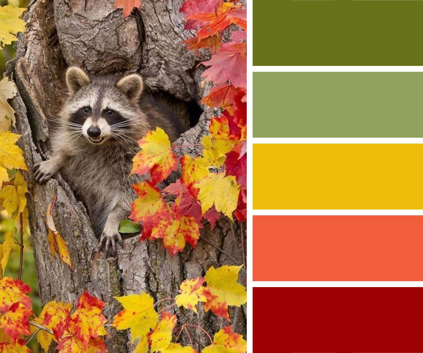 Solve Raccoon in a Tree Stump jigsaw puzzle online with 270 pieces