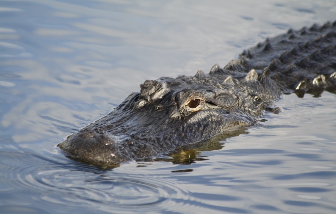 Solve Alligator jigsaw puzzle online with 96 pieces