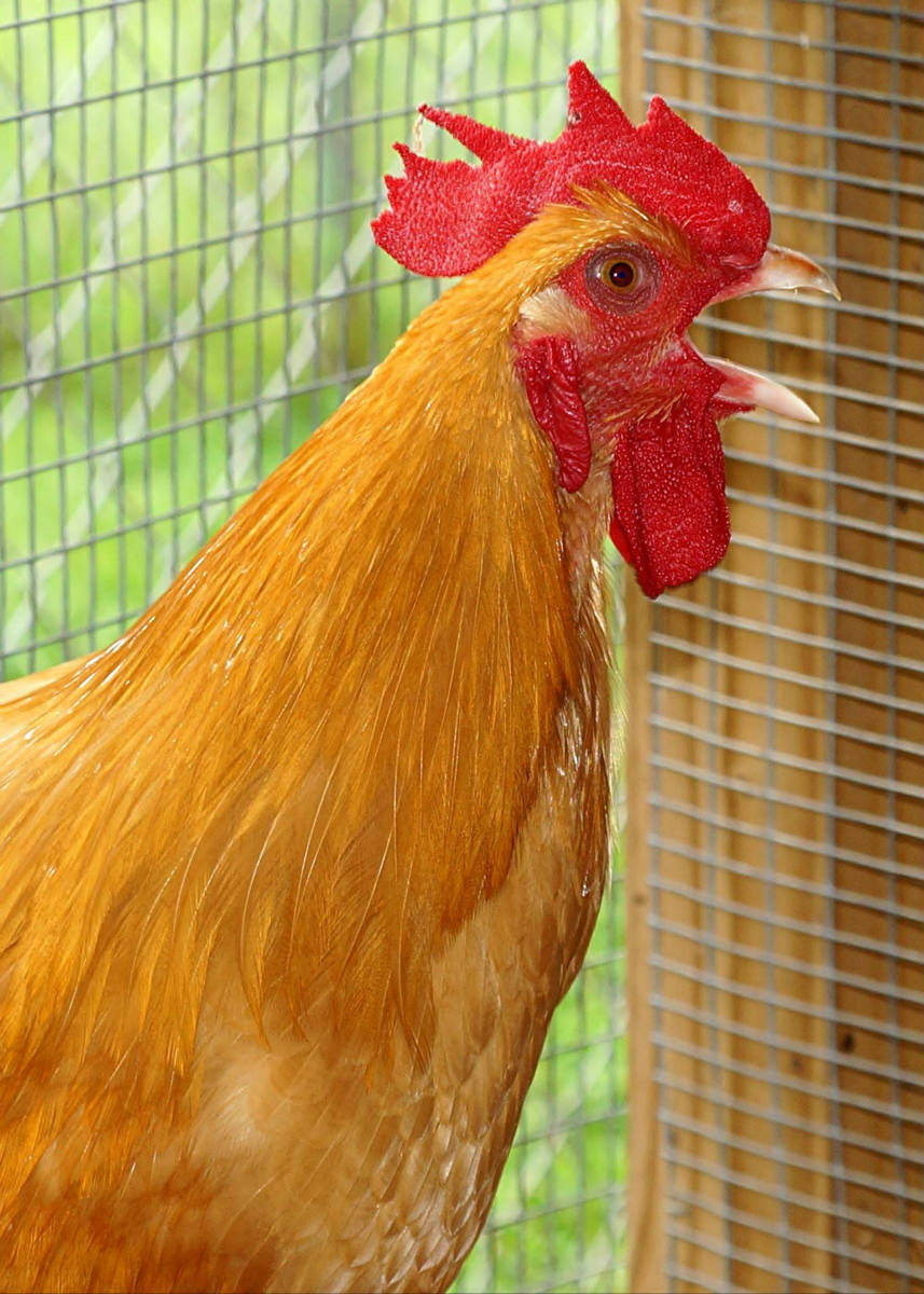 Solve Buff Orpington Rooster. jigsaw puzzle online with 280 pieces