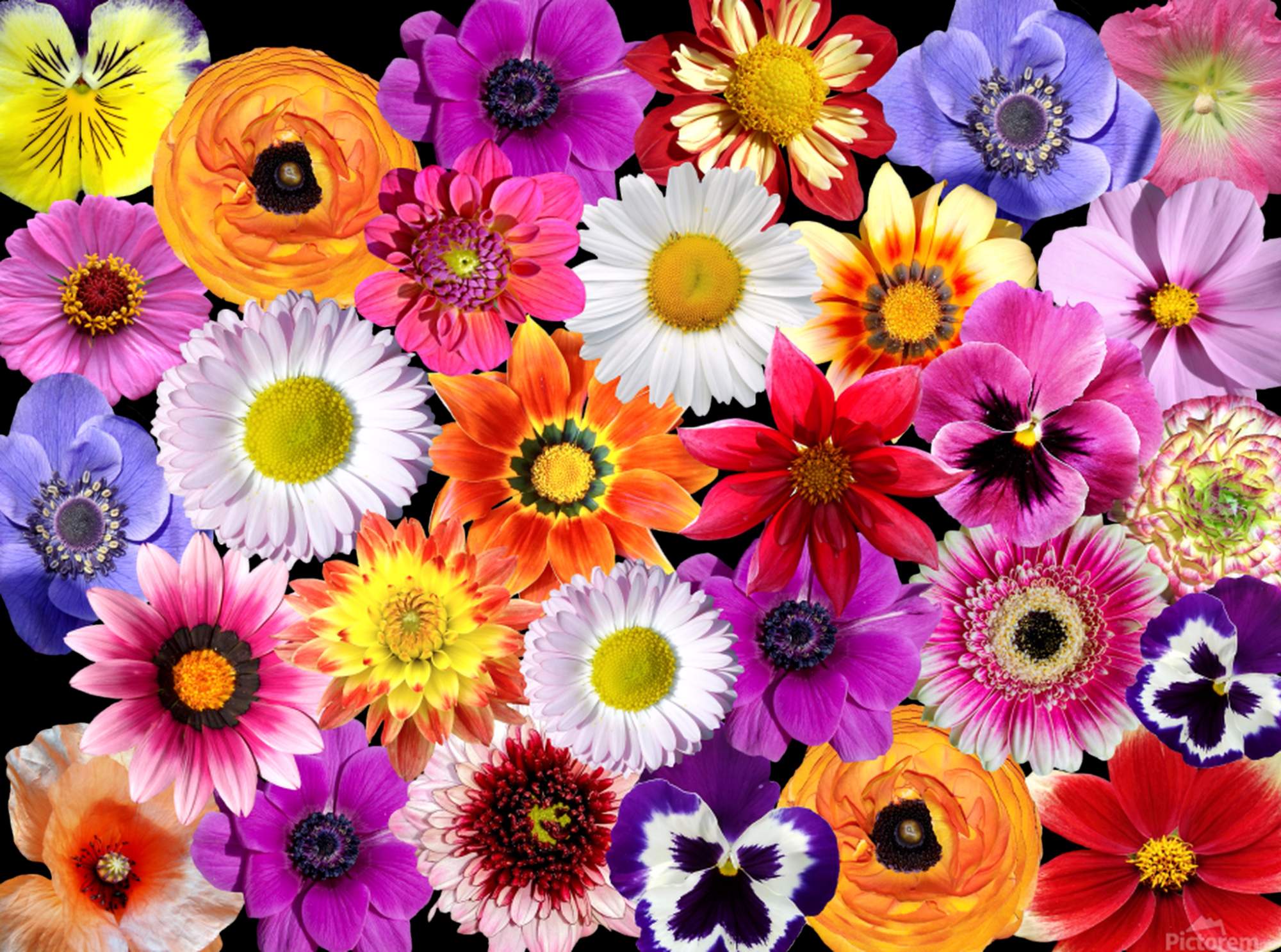 Jigsaw Puzzle | 588 pieces | flowers | Jigidi