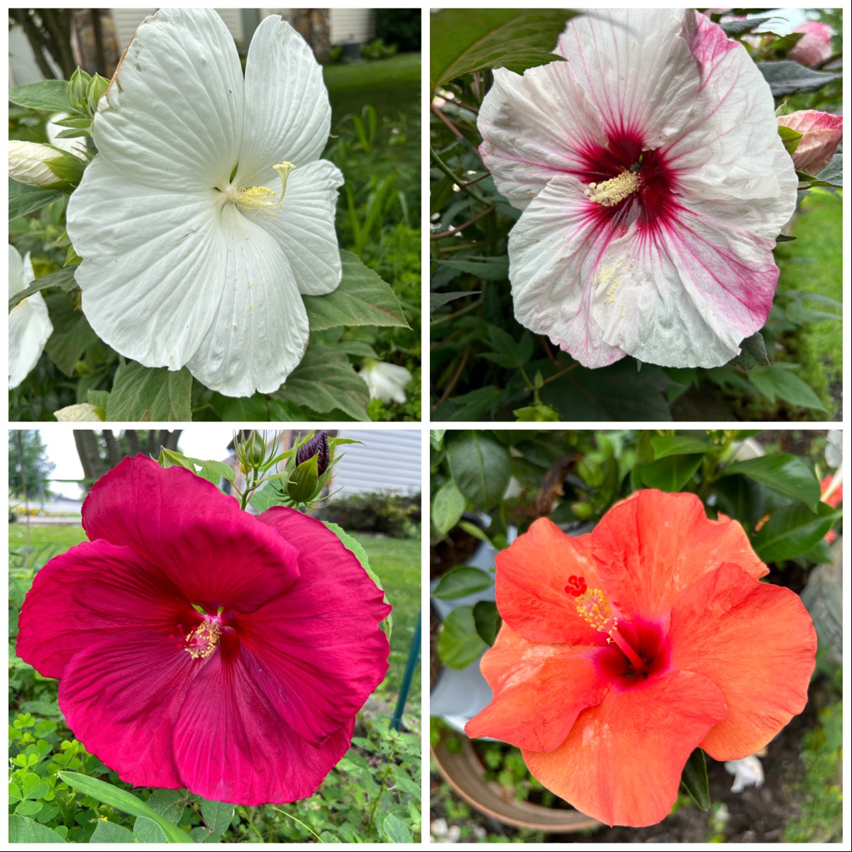 Solve Hibiscus flowers jigsaw puzzle online with 400 pieces