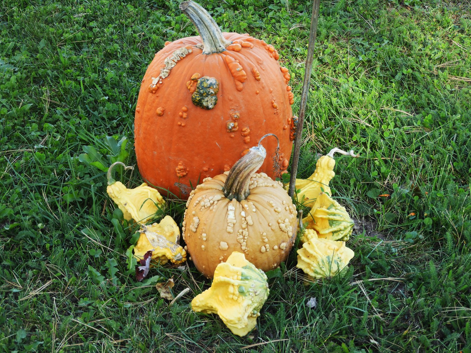 Jigsaw Puzzle | 20 pieces | Lumpy gourds and pumpkins | Jigidi