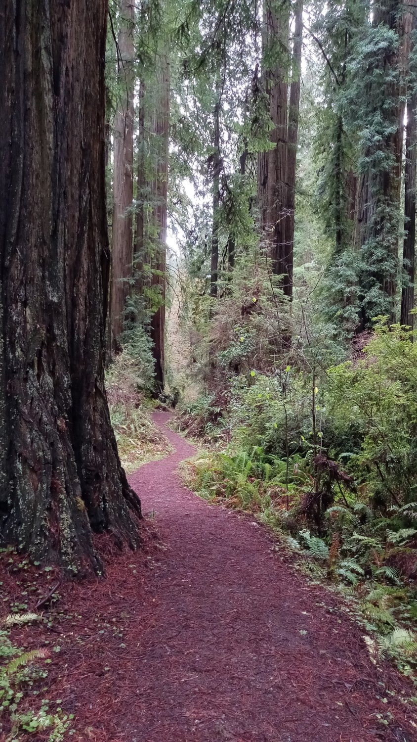 Solve Karl Knapp Trail California jigsaw puzzle online with 405 pieces