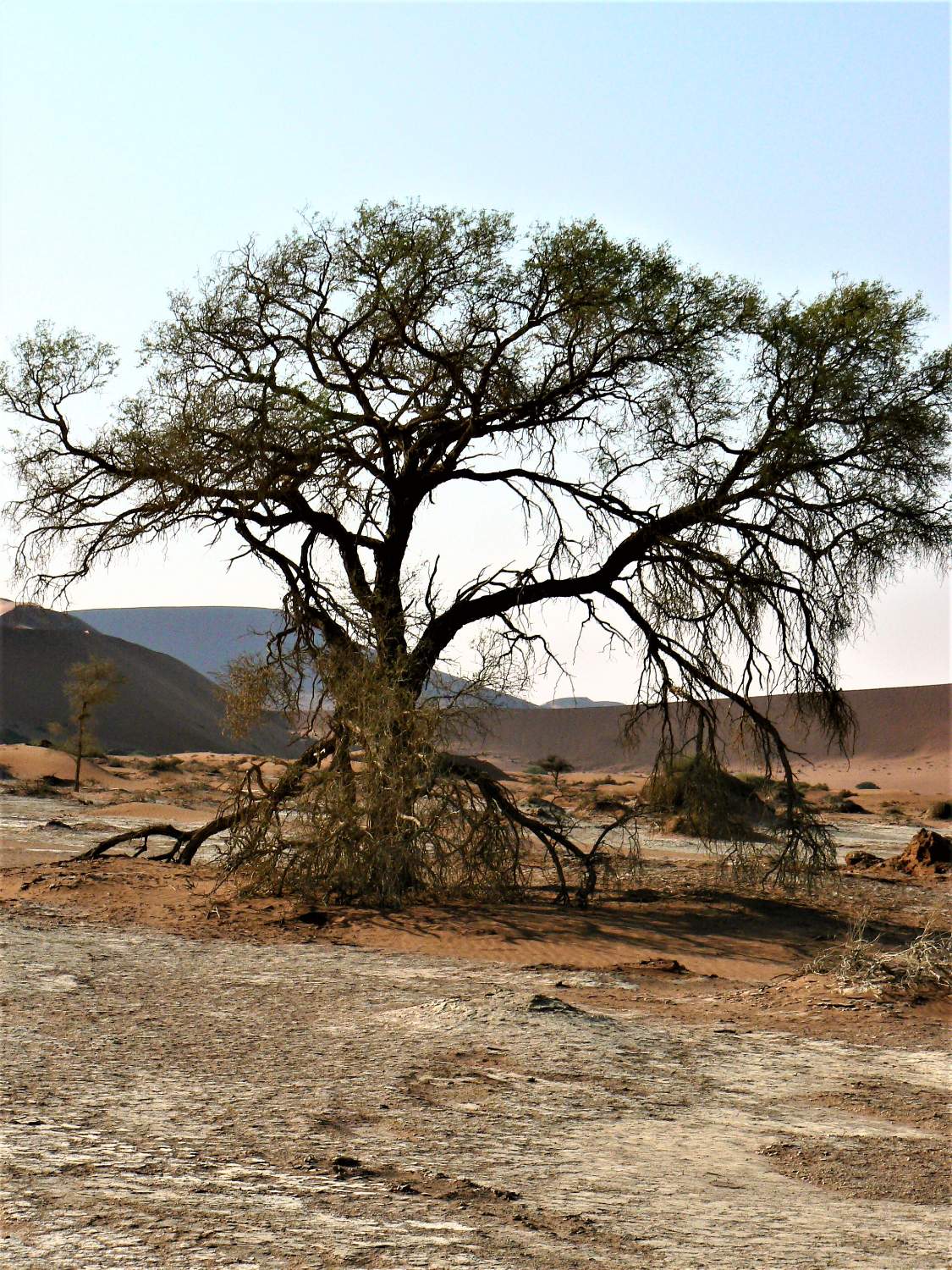 Solve Tree in the desert in Namibia jigsaw puzzle online with 130 pieces