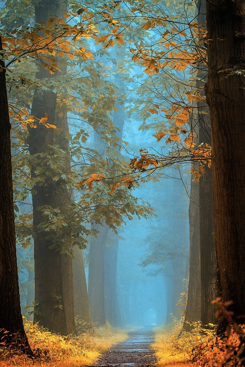 Solve Orange Blue Avenue jigsaw puzzle online with 117 pieces