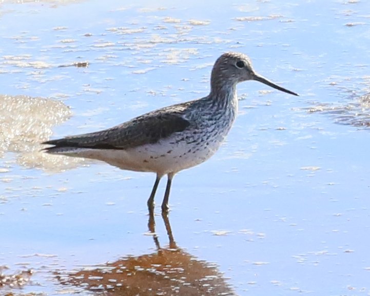 Solve valkoviklo jigsaw puzzle online with 120 pieces