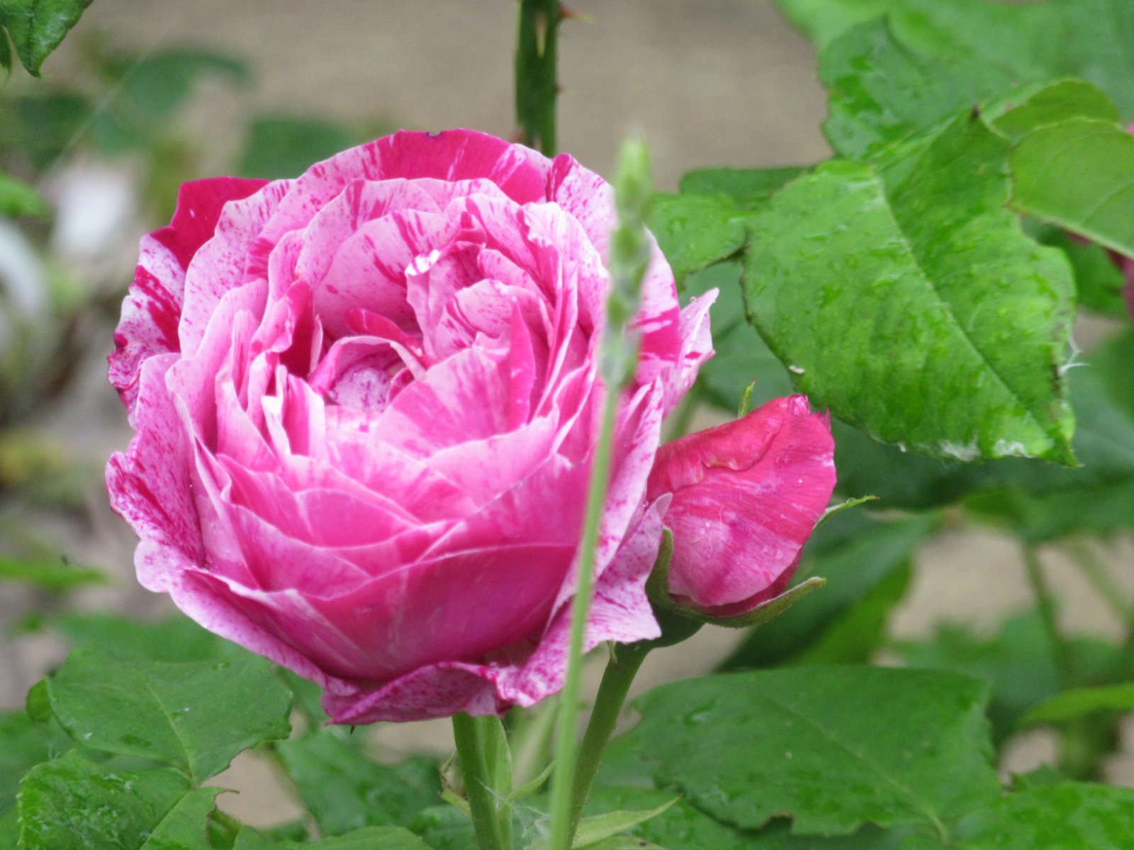 Solve ferdinand pichard jigsaw puzzle online with 48 pieces