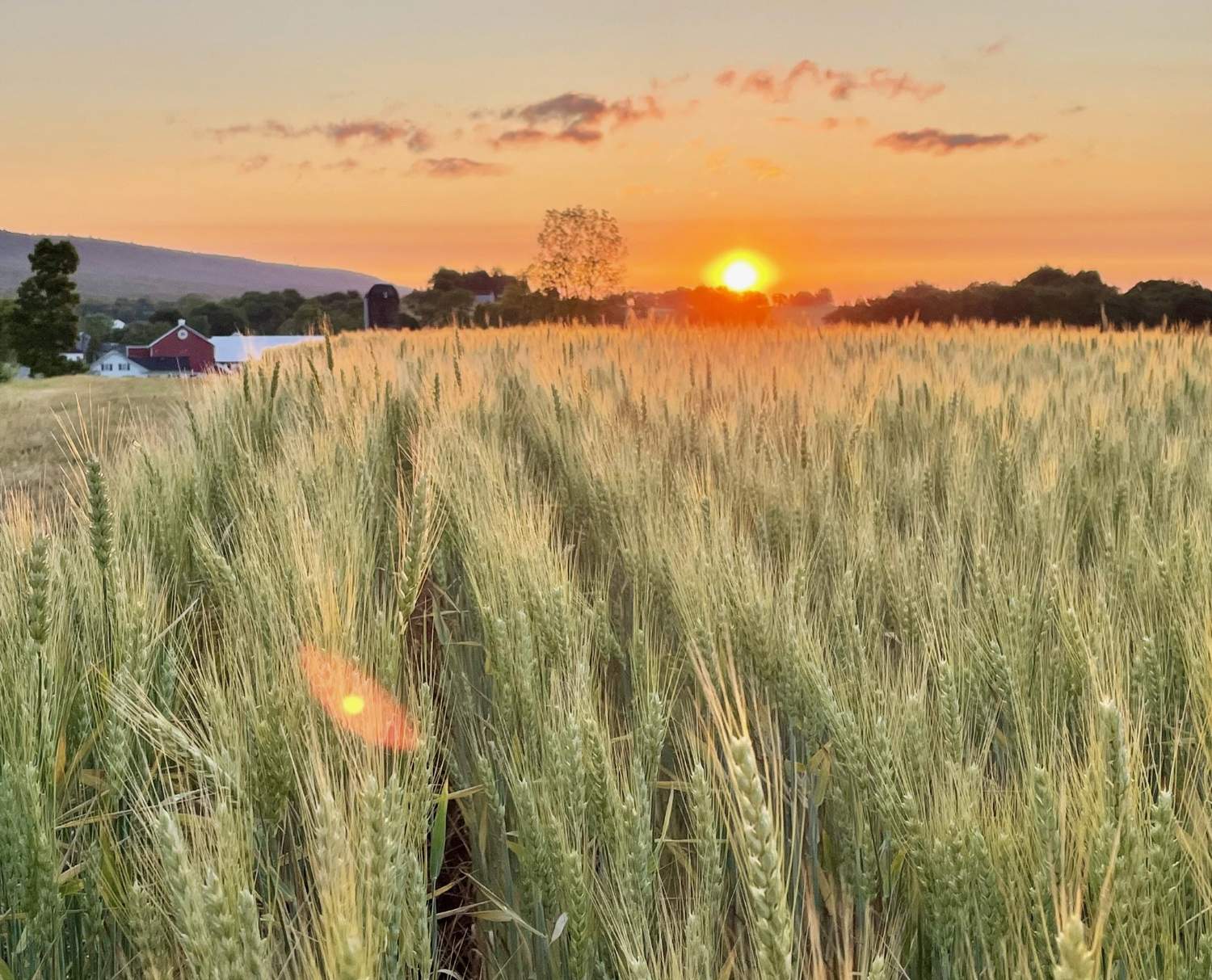 Jigsaw Puzzle | People have watched the sun rise over barley for around ...
