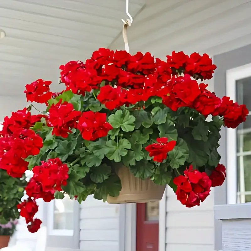 Solve Red Geranium hanging plant jigsaw puzzle online with 81 pieces