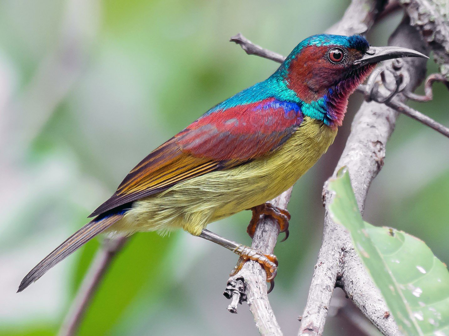 Solve Red-throated Sunbird jigsaw puzzle online with 88 pieces