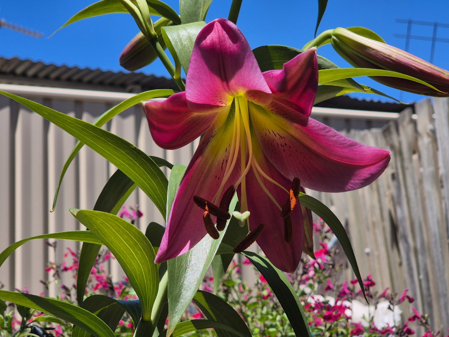 Solve Another Tall Fragrant Lily jigsaw puzzle online with 30 pieces