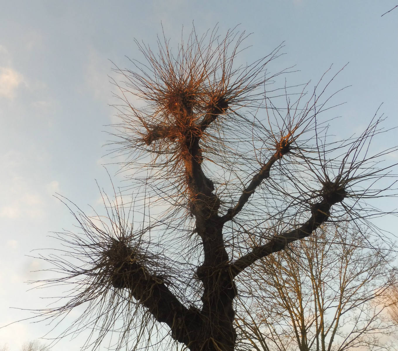 Solve Series - Trees jigsaw puzzle online with 224 pieces