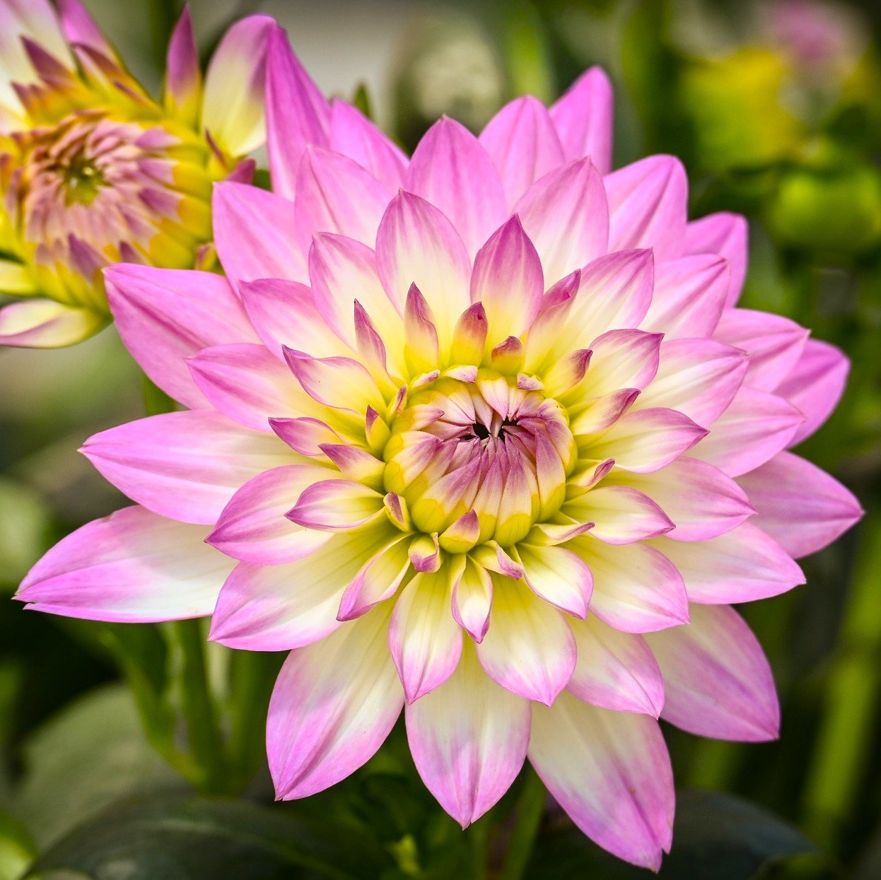 Solve Dahlia jigsaw puzzle online with 81 pieces
