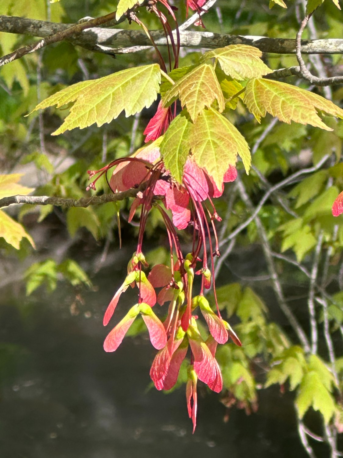 Solve Maple seeds jigsaw puzzle online with 63 pieces