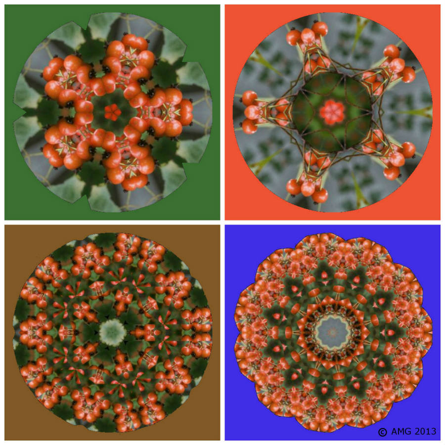 Solve Collage 59 - Sandy's Hawthorne berries jigsaw puzzle online with ...