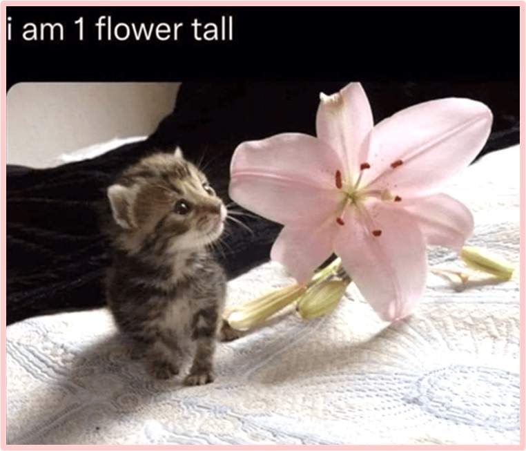 Solve Little Delicate Things jigsaw puzzle online with 30 pieces