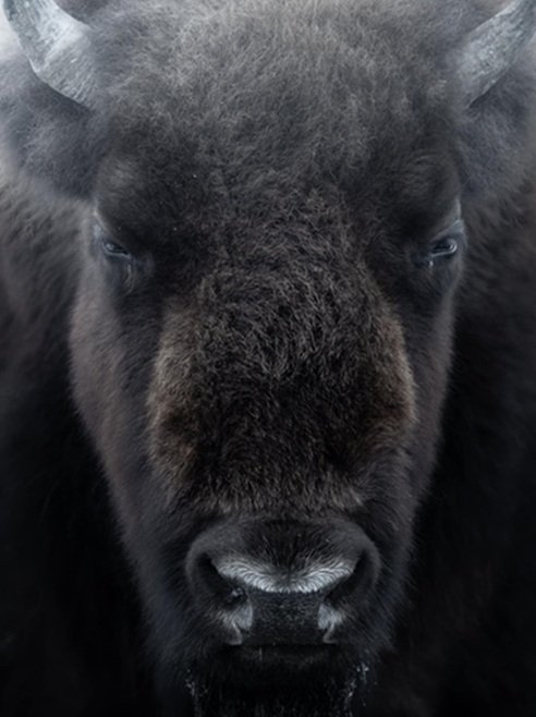 Solve Buffalo, 'Wildlife with Tiff' photography jigsaw puzzle online ...