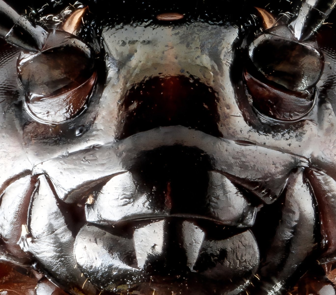 Solve Quel est cet animal?? jigsaw puzzle online with 42 pieces