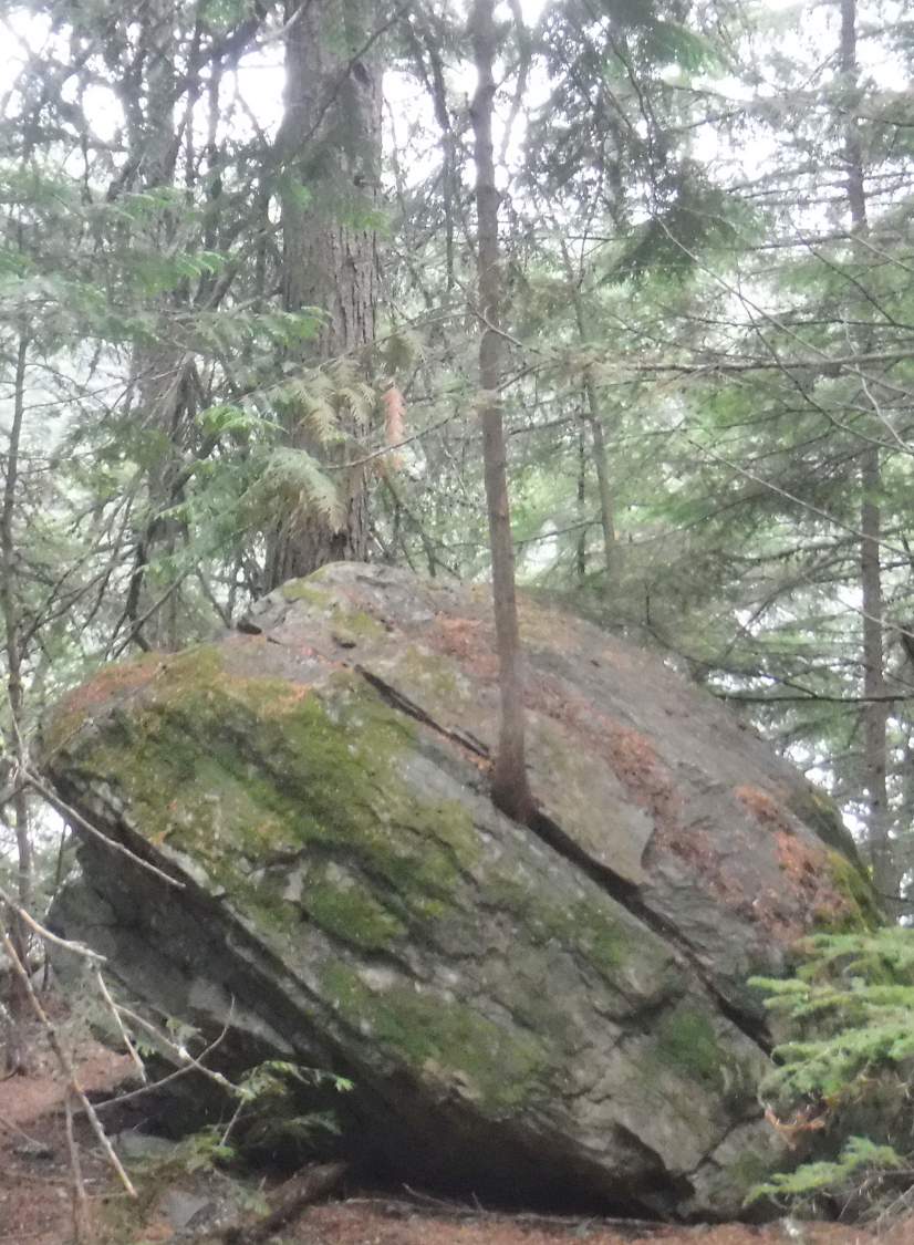 Solve Did the tree split the boulder, or did it grow from the chasm ...