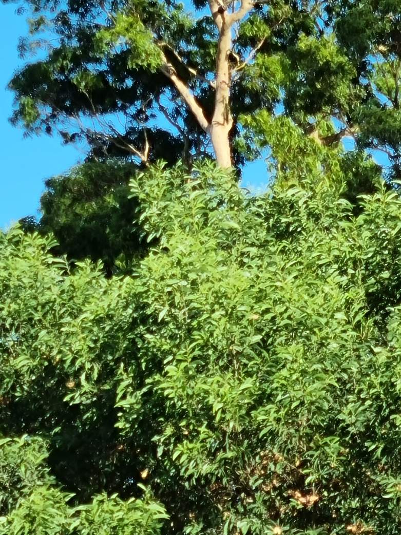 Solve Australian Bush jigsaw puzzle online with 20 pieces