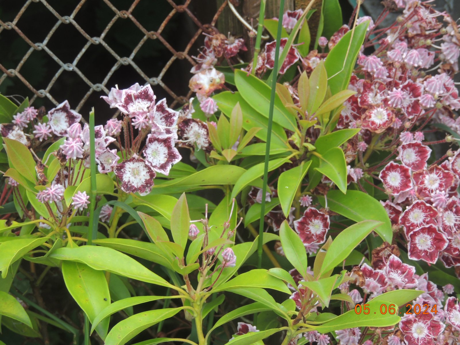 Solve Kalmia jigsaw puzzle online with 48 pieces