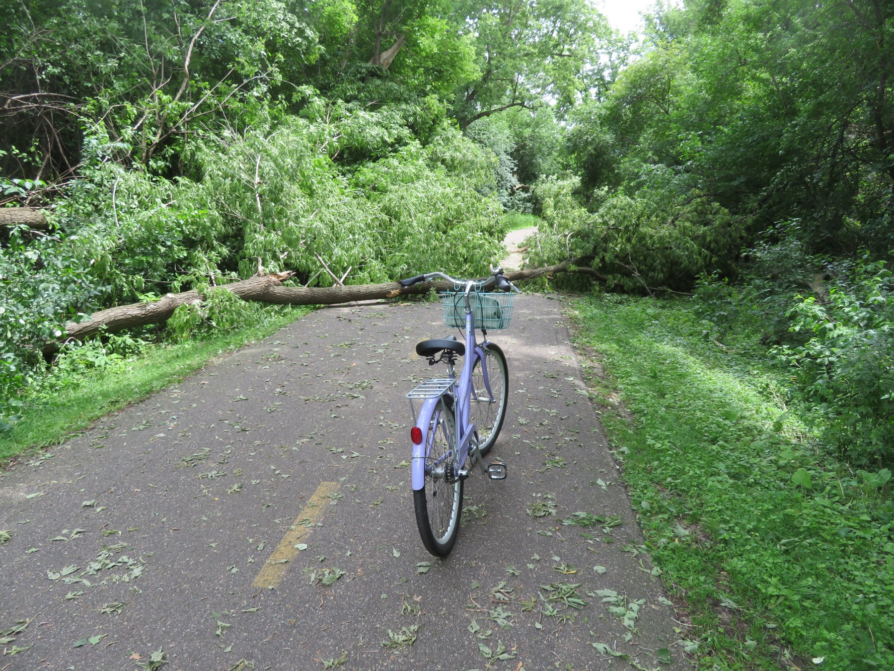 Solve Toppled Tree on Trail after Storm jigsaw puzzle online with 63 pieces