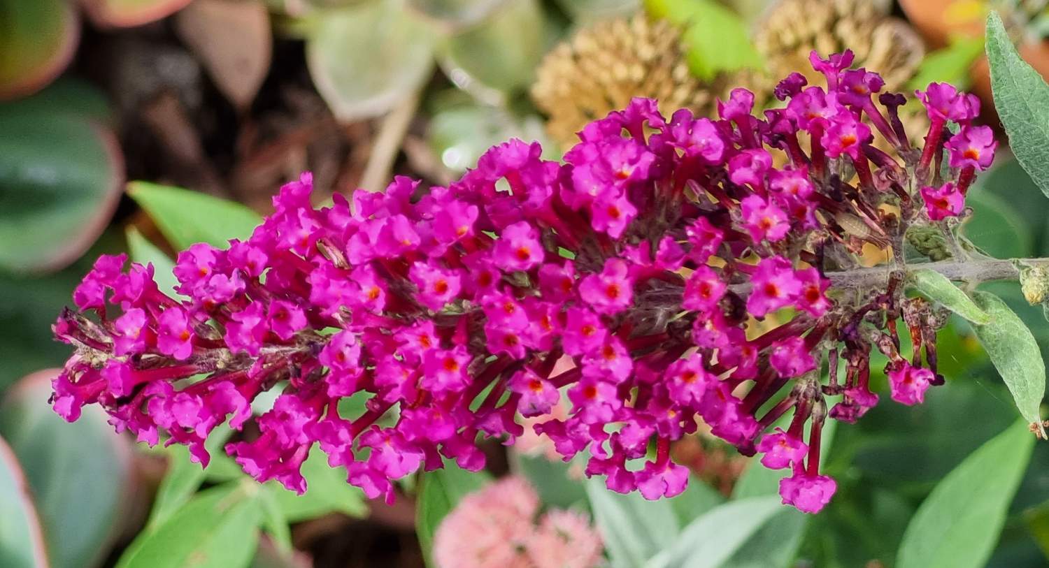 Solve Velvet Buddleia jigsaw puzzle online with 50 pieces