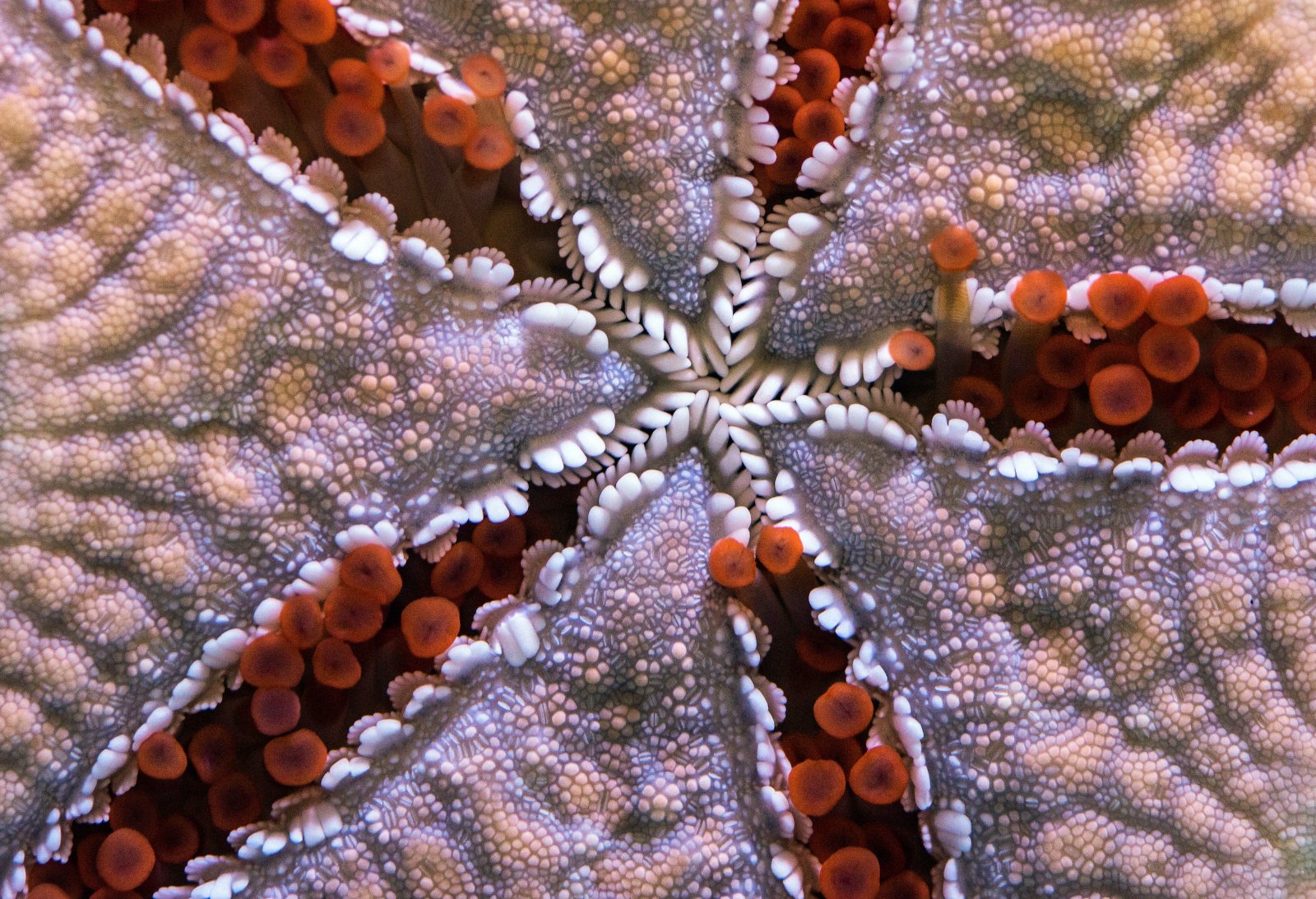 Solve A macro photo of the underside of a starfish or seastar jigsaw ...
