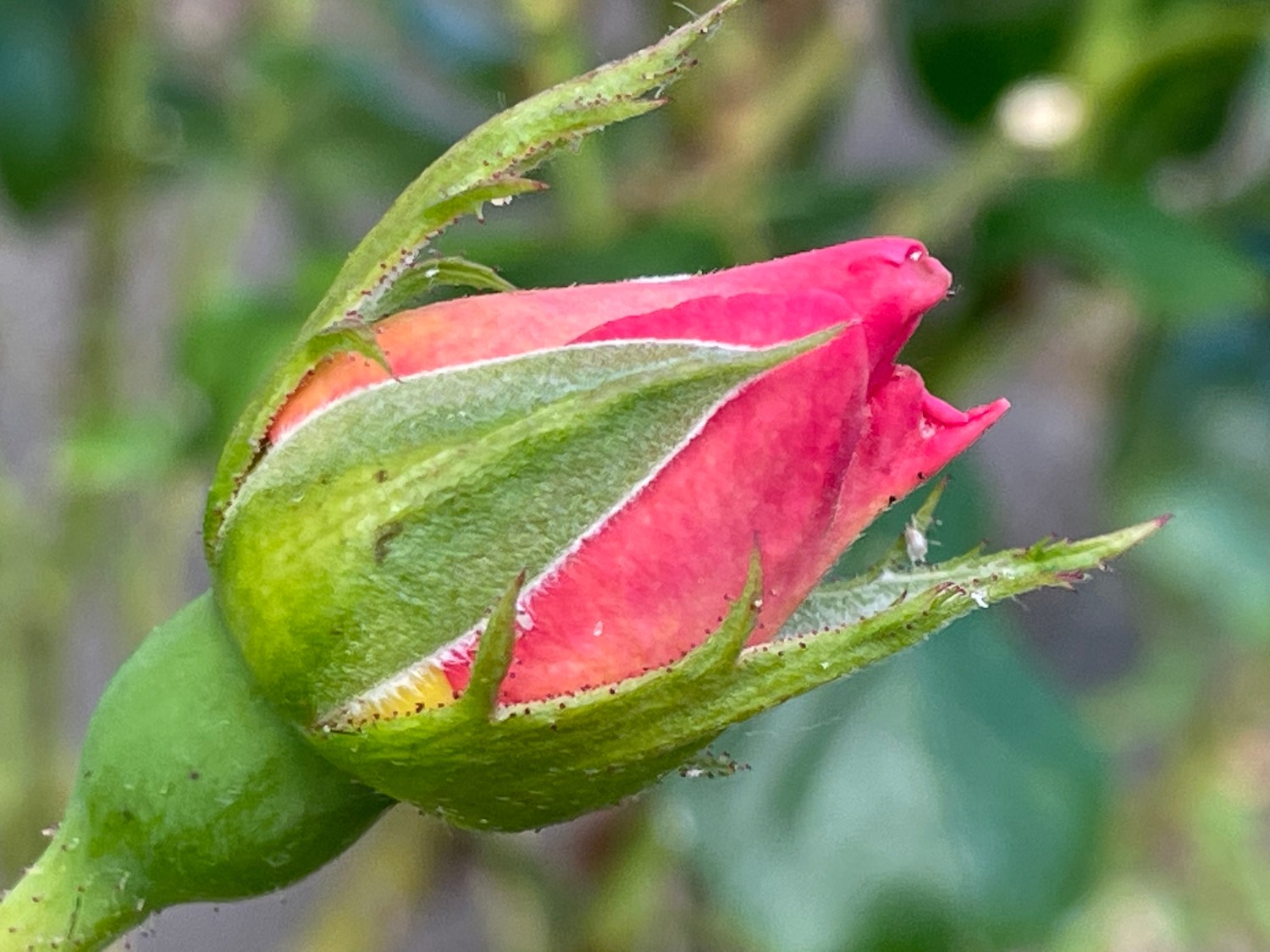 Solve Roses jigsaw puzzle online with 70 pieces