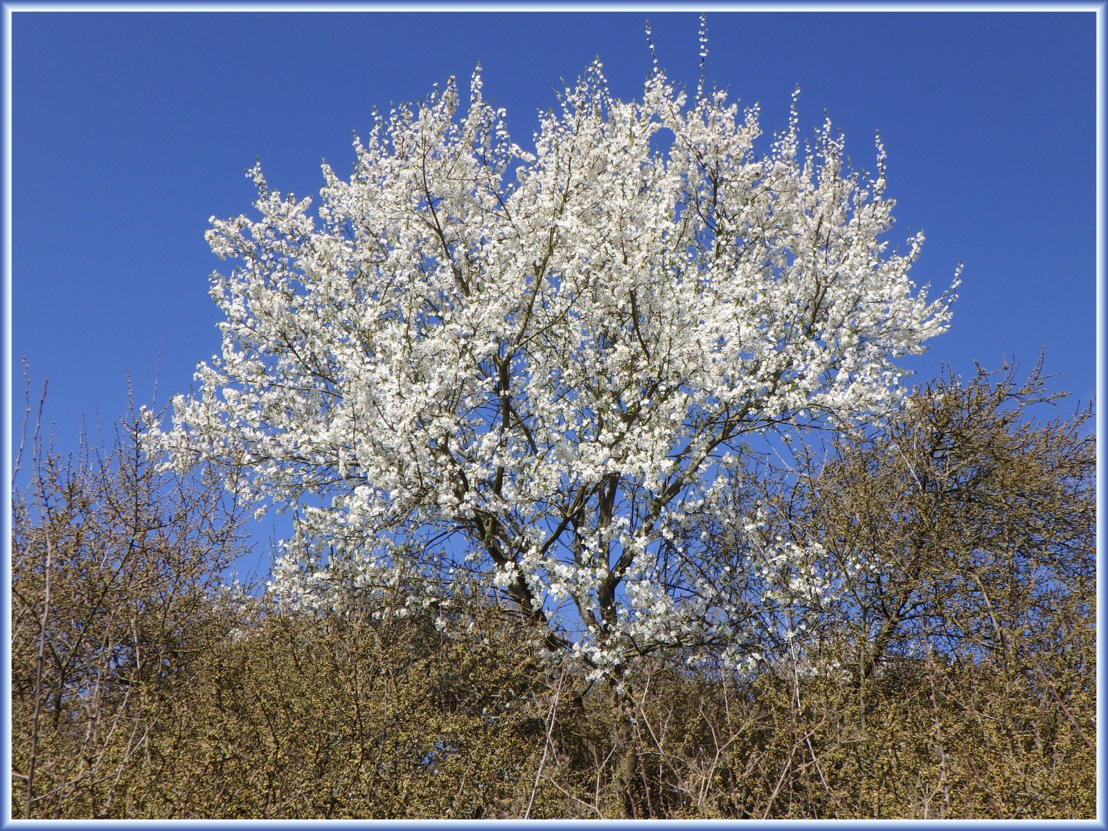 Solve Spring jigsaw puzzle online with 48 pieces