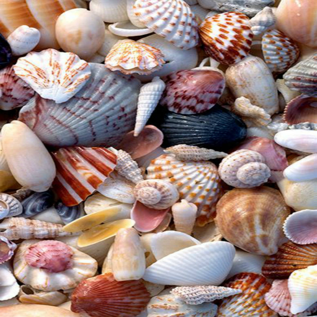 Solve shells 2 jigsaw puzzle online with 400 pieces