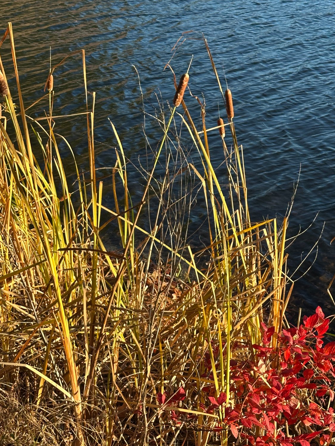 Solve Red leaves and cattails jigsaw puzzle online with 63 pieces