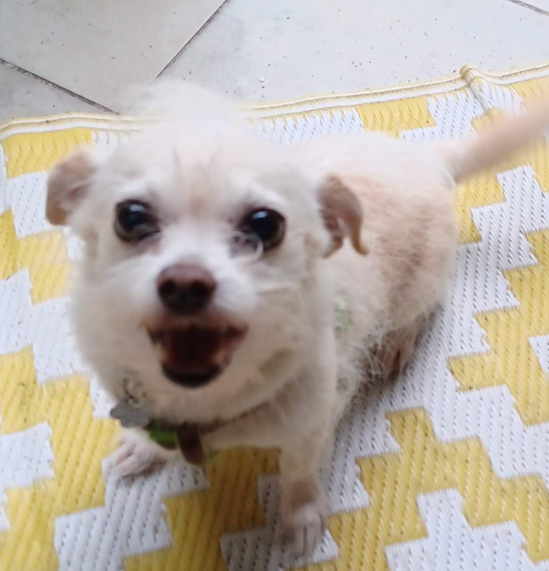 Solve Freddie, My Little Mutt jigsaw puzzle online with 72 pieces