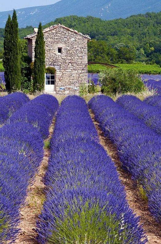 Solve PROVENCE jigsaw puzzle online with 35 pieces