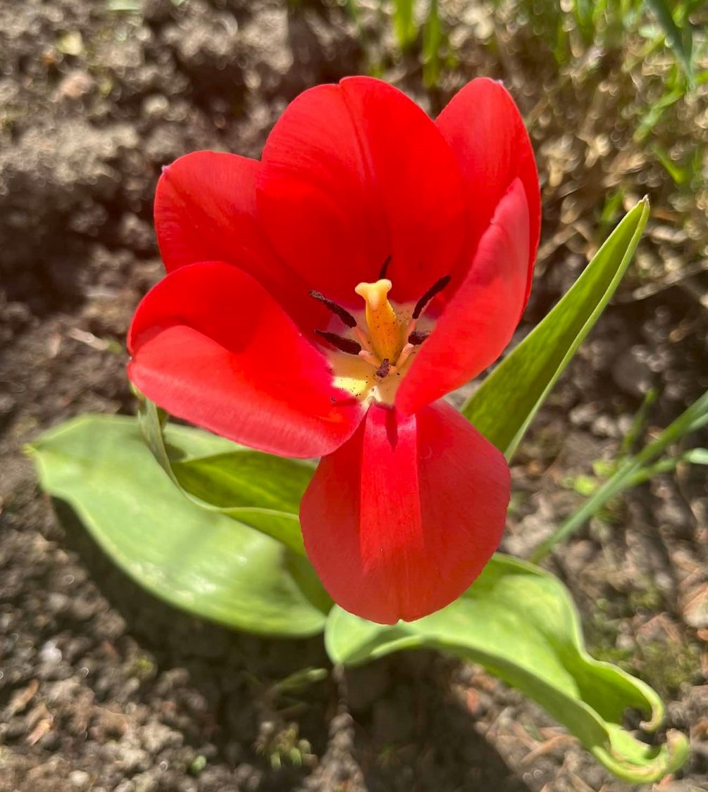 Jigsaw Puzzle | 9 pieces | Tulip | Jigidi