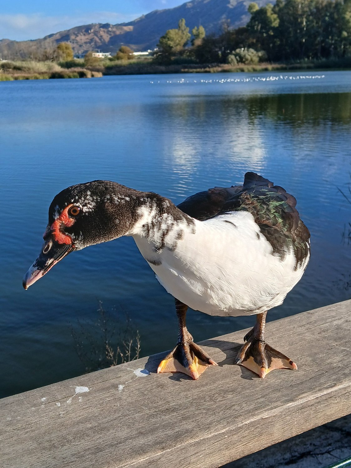 Solve NOUSY QUACK QUACK jigsaw puzzle online with 300 pieces